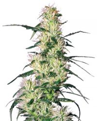 Blueberry Autoflowering Seeds | Growers Choice Seeds