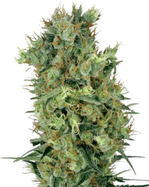 Premium OG Kush Cannabis Seeds