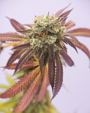 Blueberry Autoflower Seeds | Growers Choice Seeds