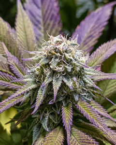 Finest Cinderella 99 Cannabis Seeds