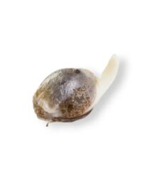 Premium OG Kush Cannabis Seeds