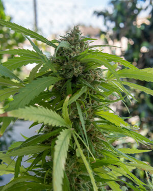 Superior Panama Red Cannabis Seeds