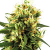 Growing Cannabis Outdoors - Growers Choice Seeds