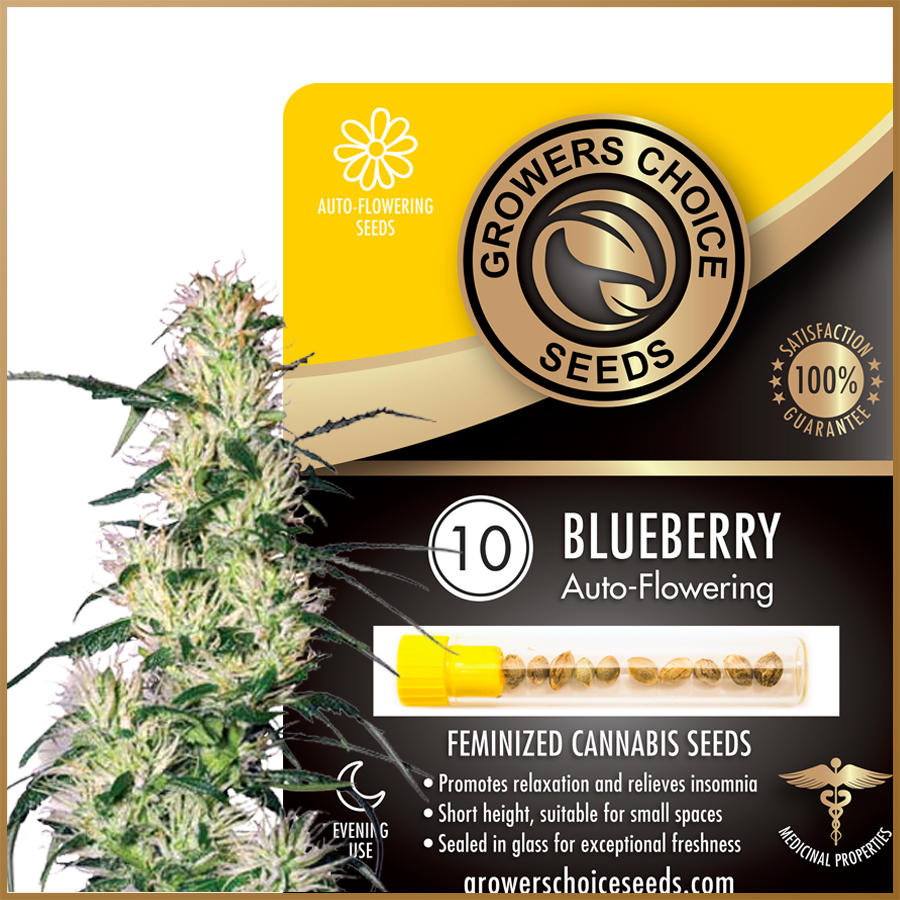 Top-Quality Blueberry Auto Cannabis Seeds