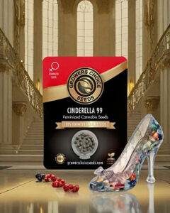 Buy Cinderella 99 Cannabis Seeds