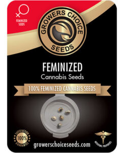 Premium OG Kush Cannabis Seeds