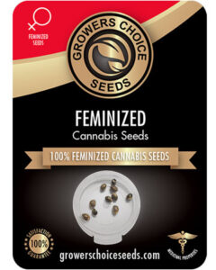 Top-Quality Power Plant Cannabis Seeds