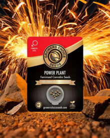 Buy Power Plant Cannabis Seeds