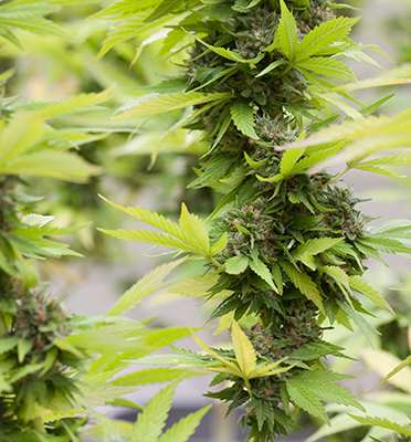 more-buds-screen-of-green | Growers Choice Seeds