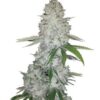 Growing Cannabis Outdoors - Growers Choice Seeds