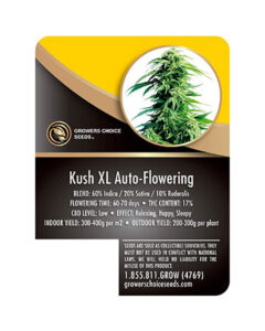Kush XL Autoflowering Seeds | Growers Choice Seeds