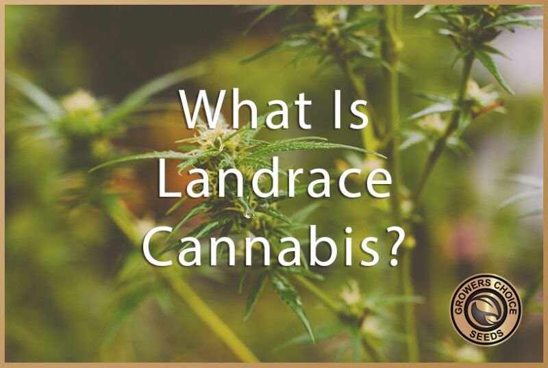 All About Landrace Cannabis | Growers Choice Seeds