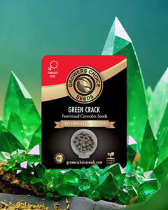 Elite Green Crack Cannabis Seeds