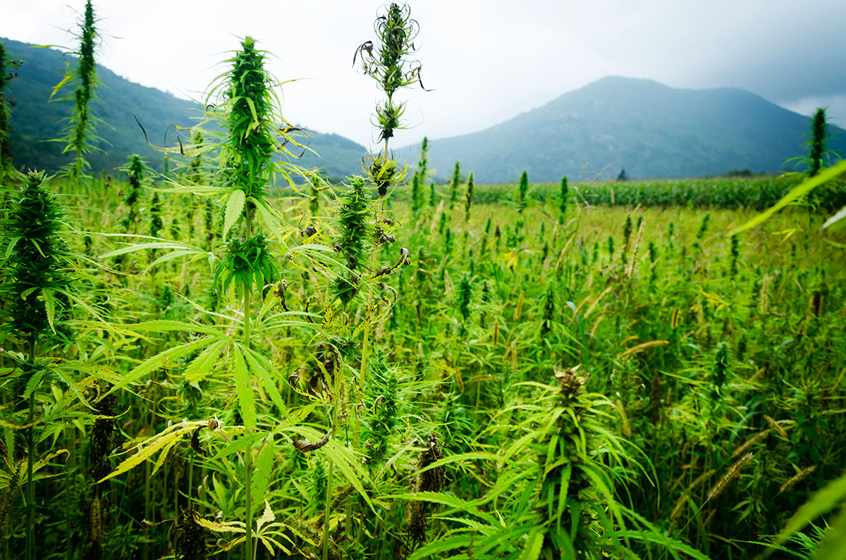 Growing Marijuana Plants Outdoors