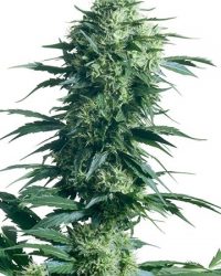 Buy Feminized Ak47 Cannabis Seeds | Growers Choice Seeds