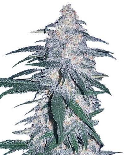 Feminized Marijuana Seeds | Feminized Cannabis Seeds - Growers Choice Seeds