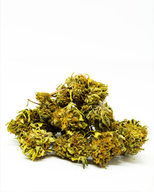 Premium Blue Dream Seeds | High-Quality and Balanced Effects