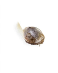 Superior Panama Red Cannabis Seeds