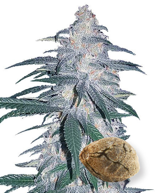 blue-dream seeds | Growers Choice Seeds