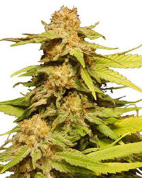 Cannatonic Seeds | Growers Choice Seeds