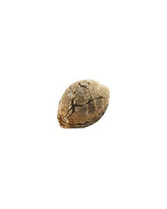 Superior Chernobyl Cannabis Seeds
