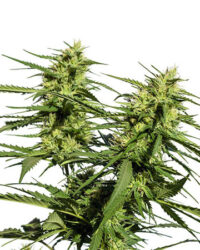 High THC Seeds Combo Pack | Growers Choice Seeds