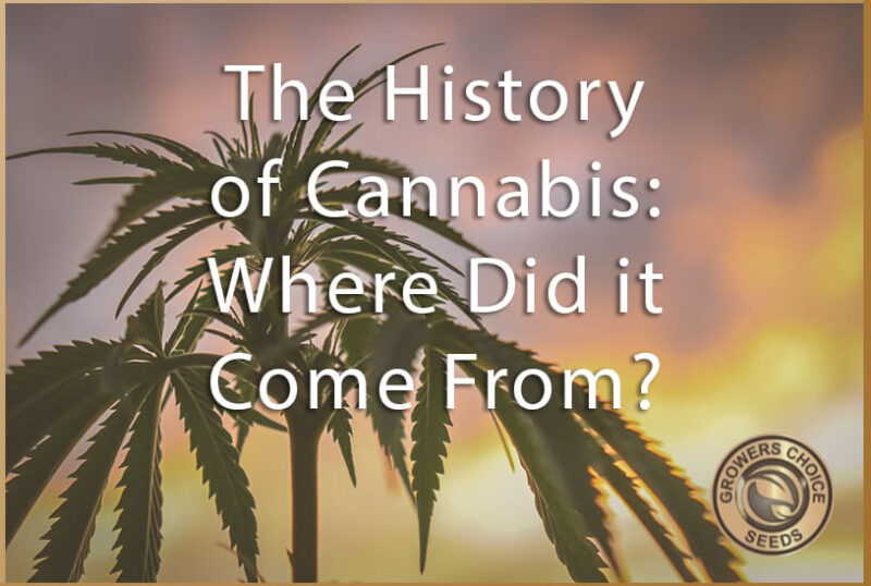 The History of Cannabis: Where Did it Come From? | Growers Choice Seeds