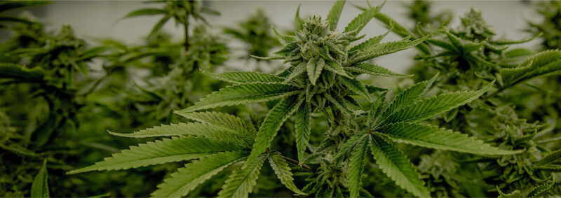 About Purple Power Cannabis Seeds | Growers Choice Seeds
