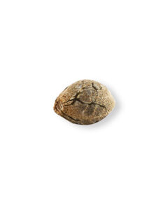 Best-Quality Michael Phelps Cannabis Seeds