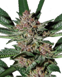 Elite Stinky Pink Cannabis Seeds