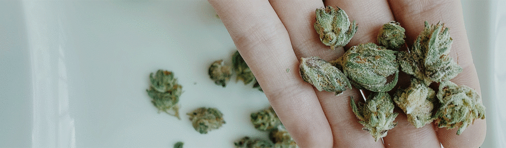 Everything You Need to Know About the Power Plant Strain - Growers ...