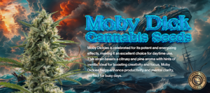 Moby Dick Cannabis Seeds | Growers Choice Seeds
