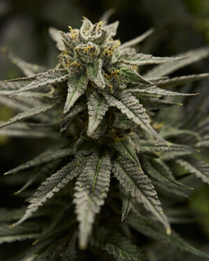 Golden Ticket Autoflower Seeds | Growers Choice Seeds