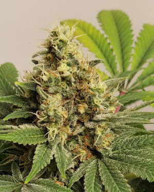 Willy's Wonder Cannabis Seeds | Growers Choice Seeds