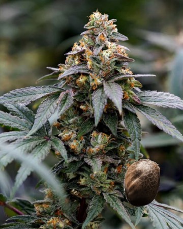 Shop Cannabis Seeds | Page 14 of 22 | Growers Choice Seeds