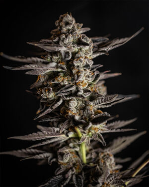 Cinderella's Dream Seeds | Growers Choice Seeds