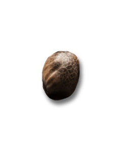Best-Quality Black Mamba Cannabis Seeds