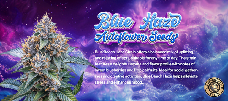Blue Haze Seeds | Growers Choice Seeds