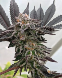 Sour Amnesia Autoflower Seeds | Growers Choice Seeds
