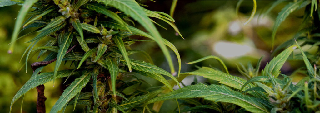 Early Signs of a Female Marijuana Plant: Your Guide