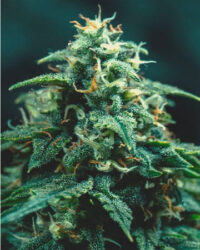 Qrazy Train Autoflowering Seeds | Growers Choice Seeds