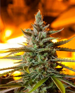 Autoflower Marijuana Seeds | Auto Weed Seeds - Growers Choice Seeds