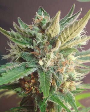 Best-Quality Qrazy Train Auto Cannabis Seeds