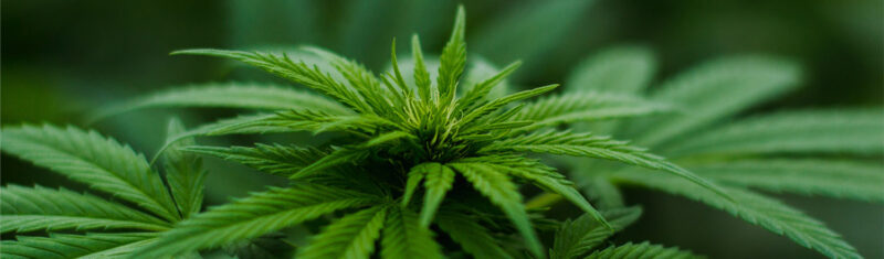 Everything You Need To Know About Male Vs Female Weed Plants Growers