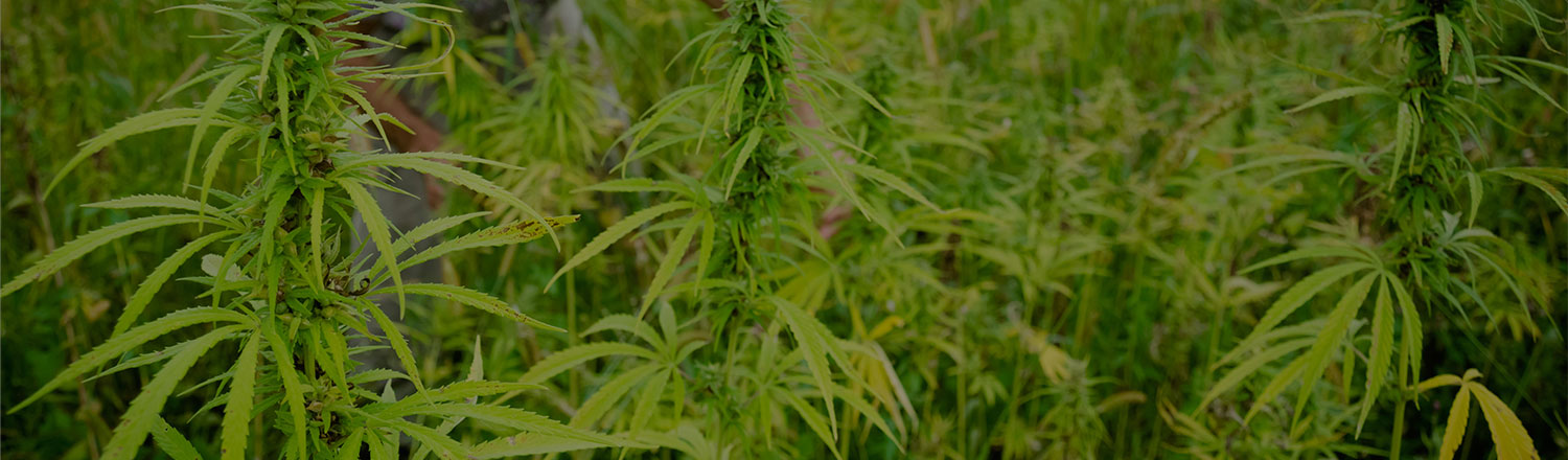 Everything You Need to Know About An Outdoor Weed Grow - Growers Choice ...