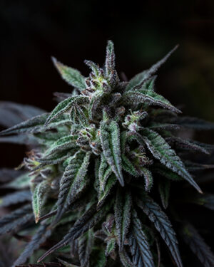 THC Bomb Autoflower Seeds | Growers Choice Seeds