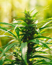 Blueberry Skunk Seeds | Growers Choice Seeds