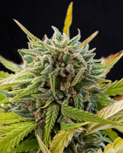 Blueberry Skunk Seeds | Growers Choice Seeds