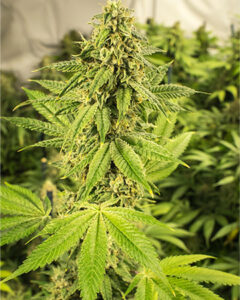High-Grade Ghost OG Cannabis Seeds