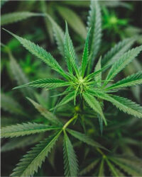 Khalifa Kush Seeds | Growers Choice Seeds